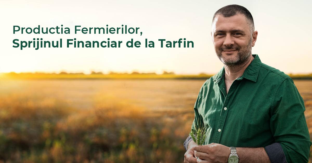Despre bambus - sfaturi, îngrijire și cultivare | Tarfin